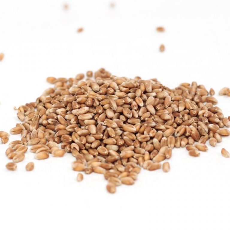 Sementes Orgânicas Trigo | Wheatgrass | Microvegetais | EcoGrowing